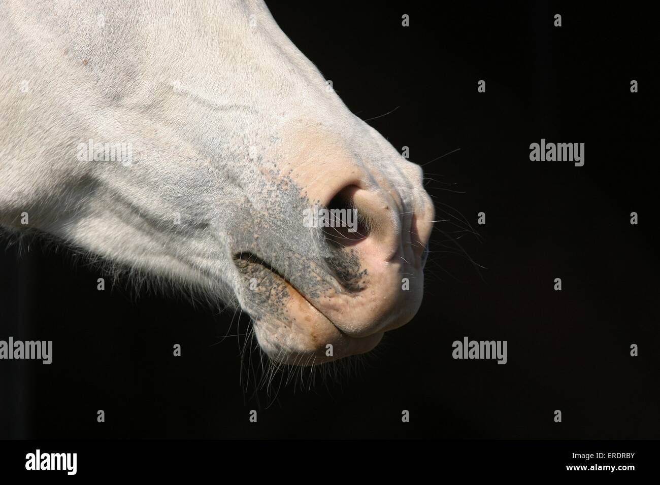 Horsemouth hi-res stock photography and images - Alamy