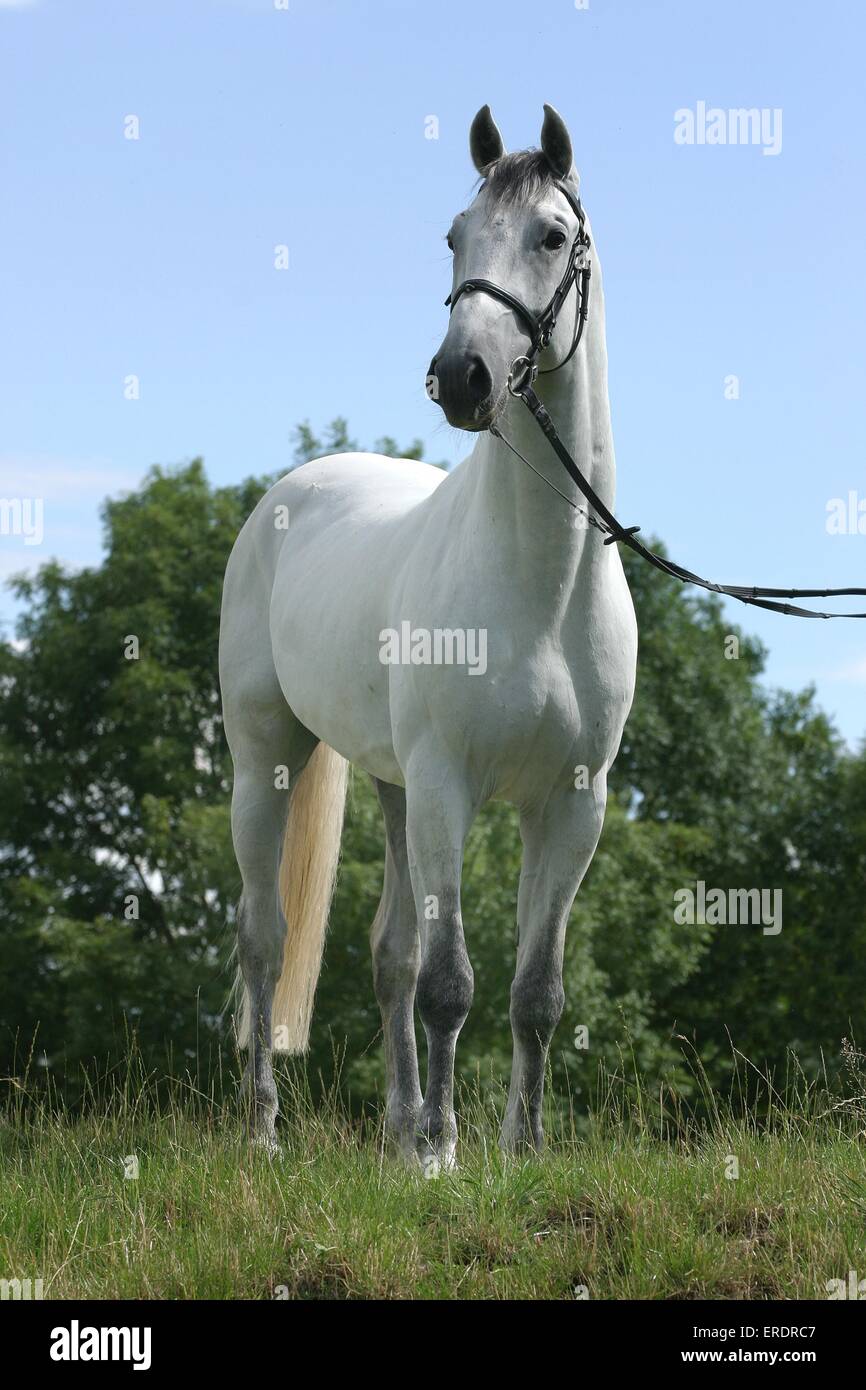 Lipizzan horse meadow hi-res stock photography and images - Alamy