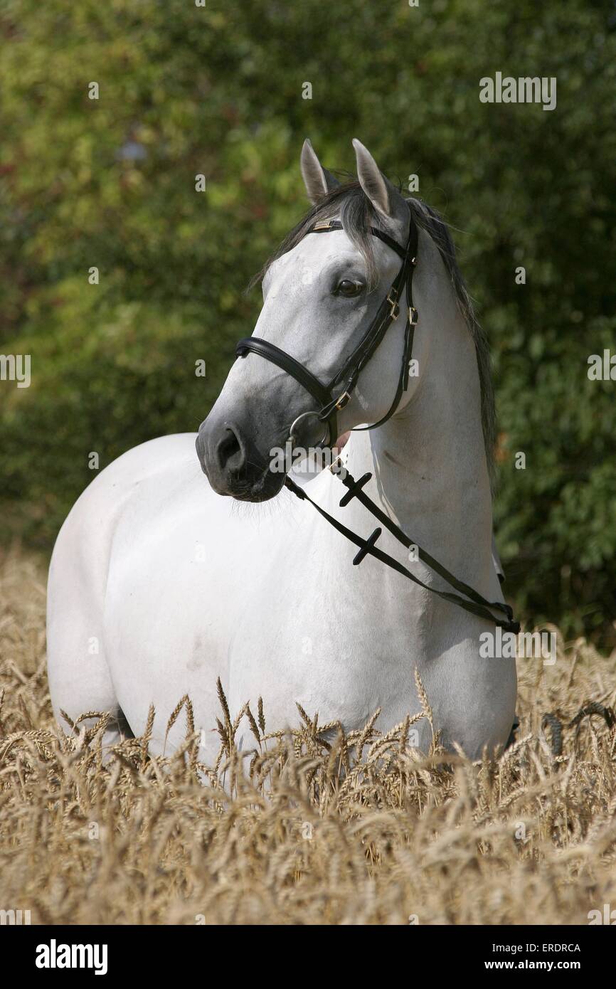 Lipizzaner horse austria hi-res stock photography and images - Alamy