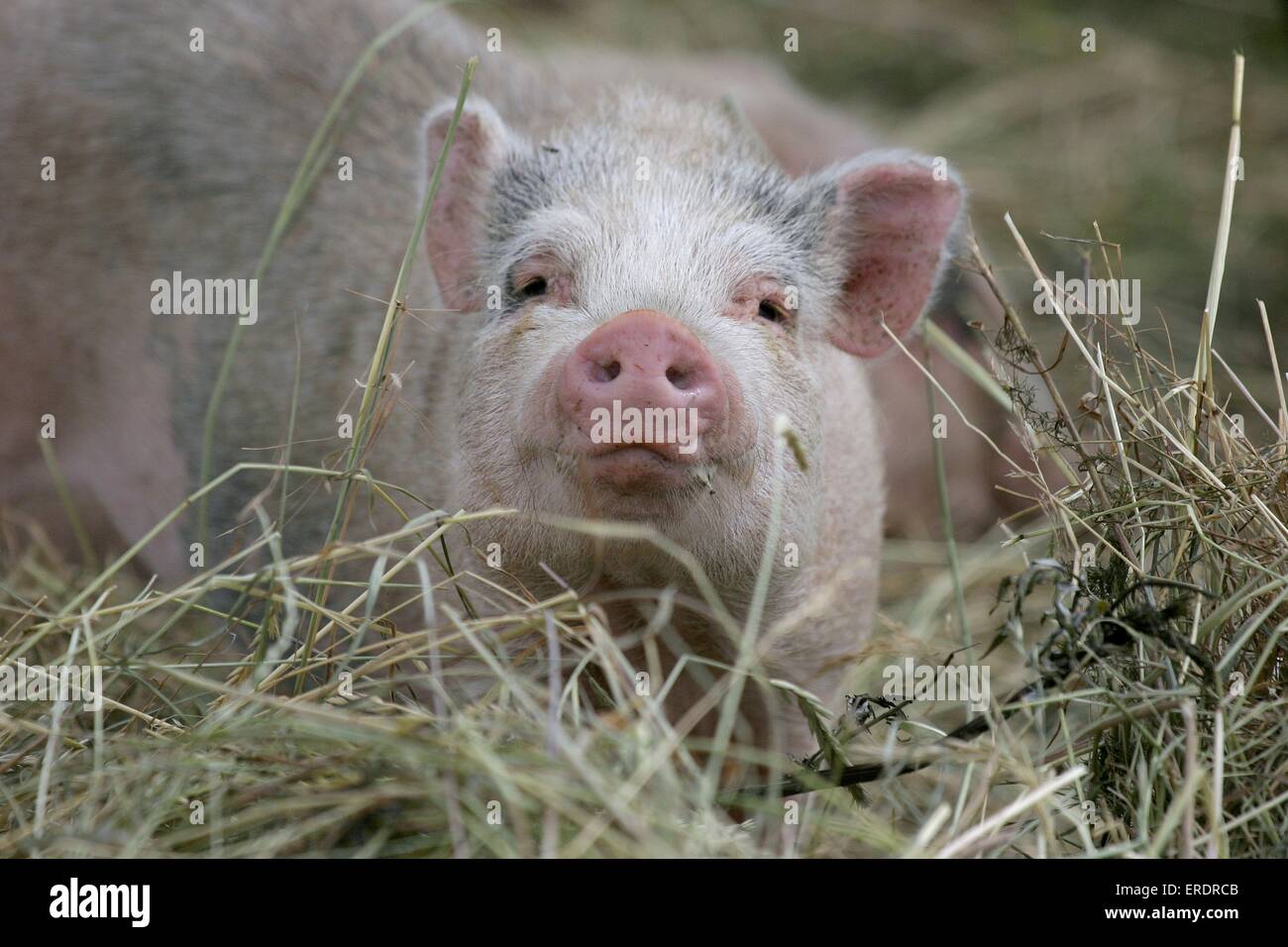Little pig hi-res stock photography and images - Alamy