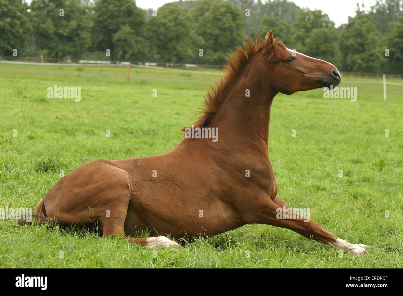 Horse stand hi-res stock photography and images - Alamy