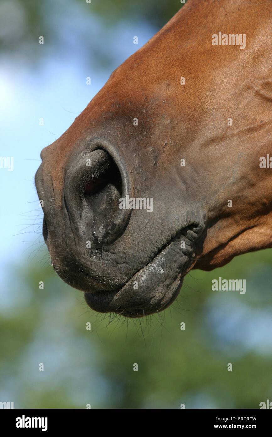 Horsemouth hi-res stock photography and images - Alamy