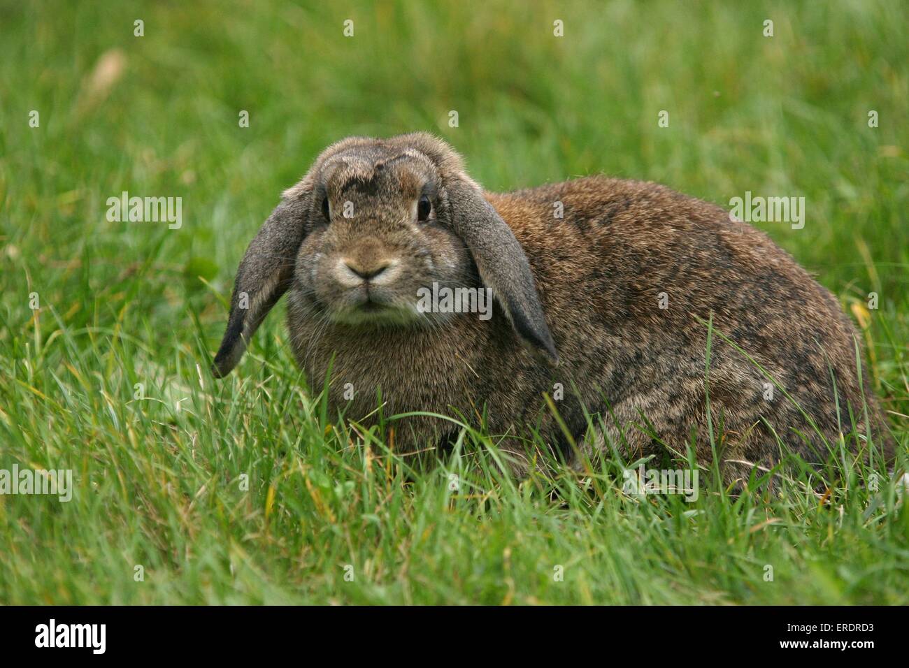 Floppy bunny ears hi-res stock photography and images - Alamy