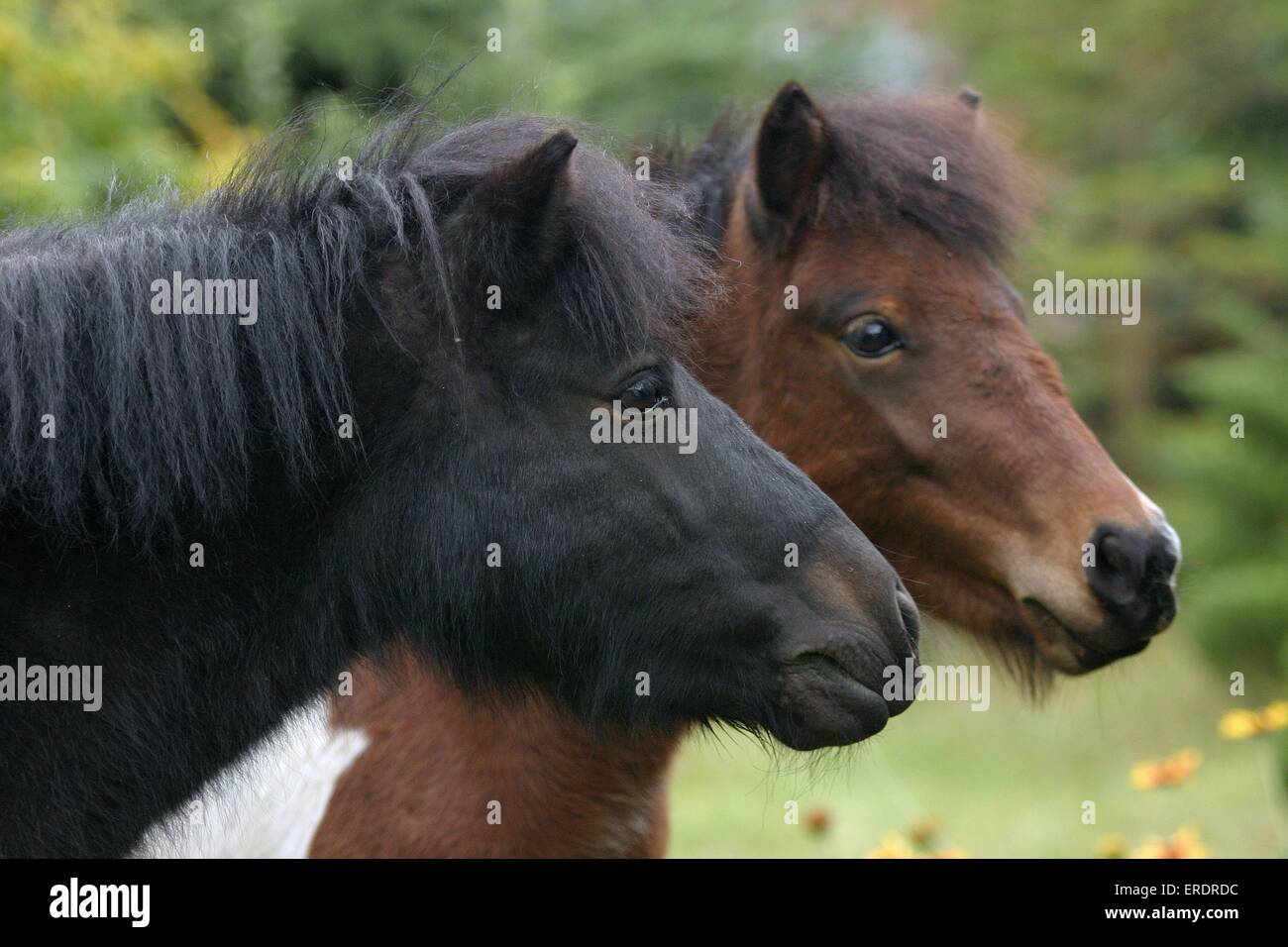 Shetland Pony Portrait Stock Photo - Alamy