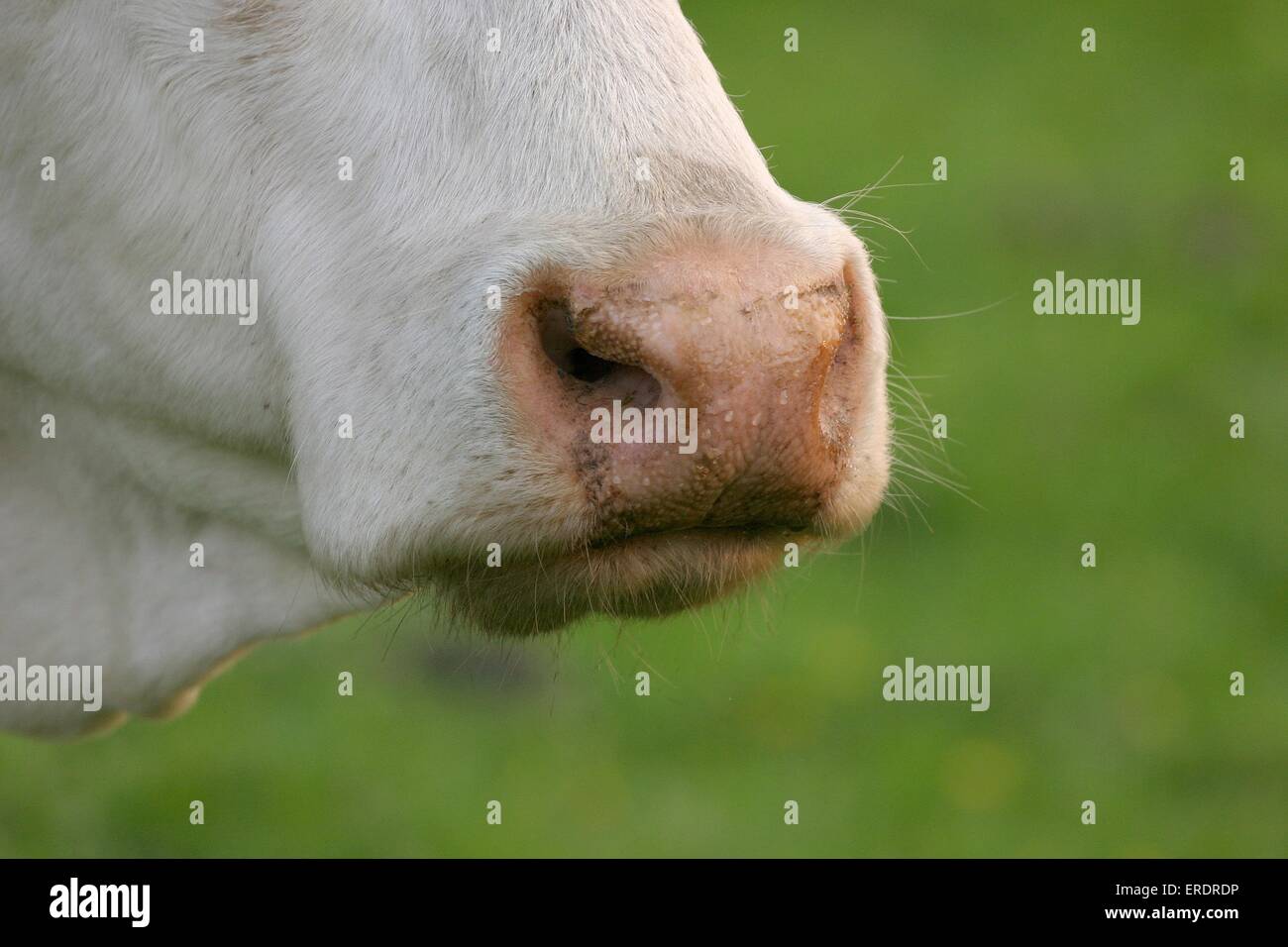 mouth of cow Stock Photo - Alamy