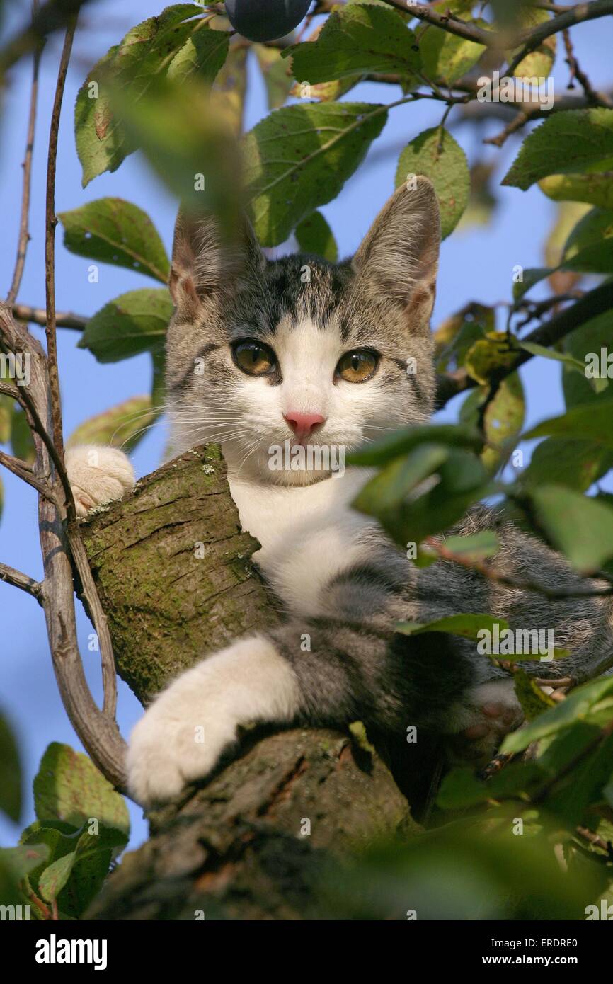 cat on a tree Stock Photo - Alamy