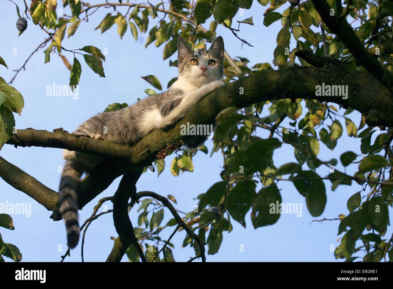 cat on a tree Stock Photo - Alamy