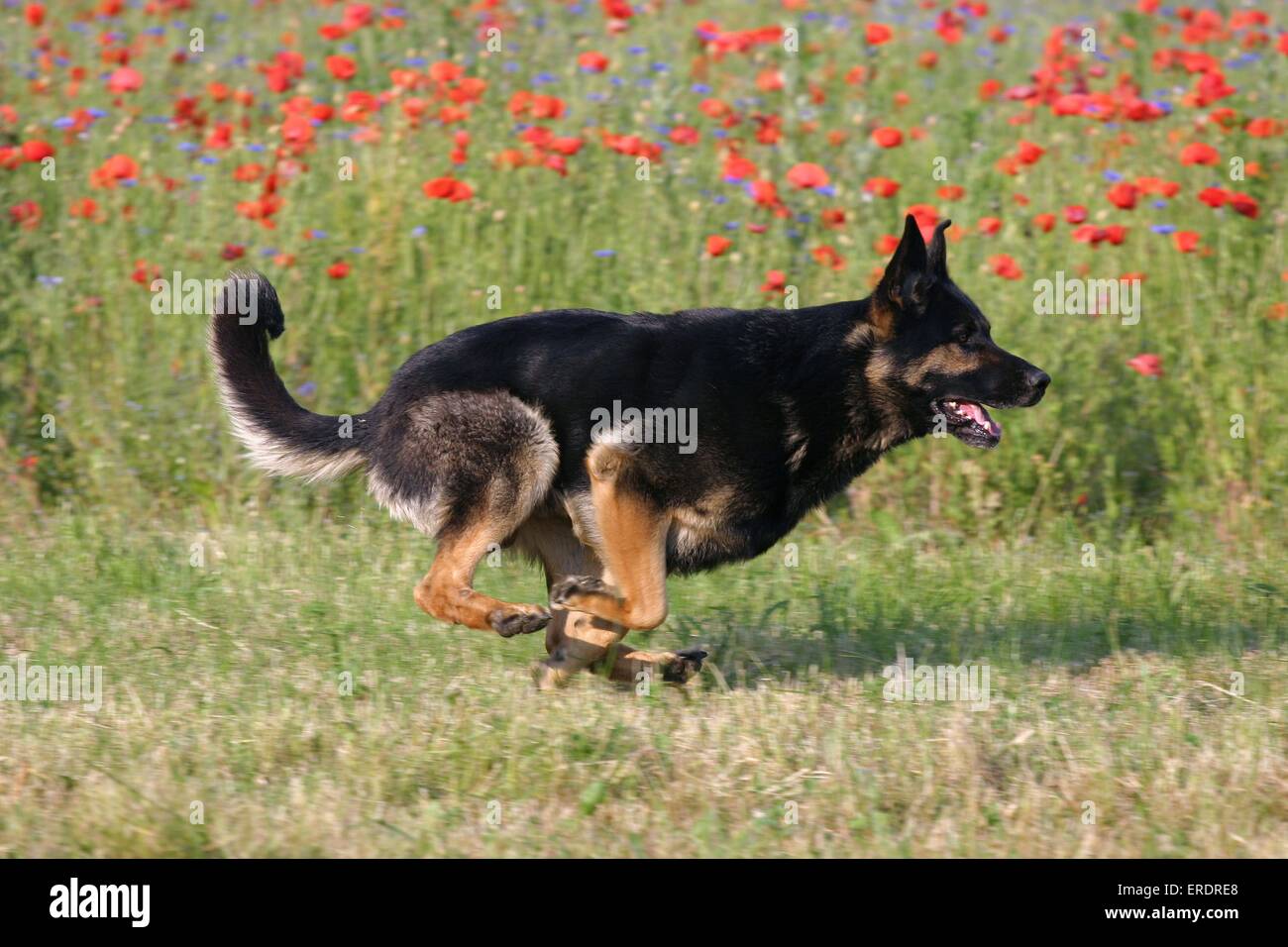 running german shepherd Stock Photo - Alamy