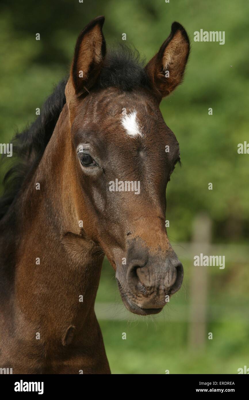 Lewitzer pony hi-res stock photography and images - Alamy