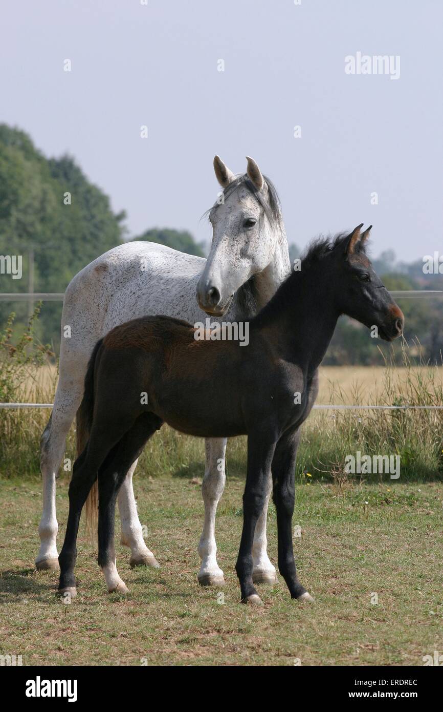 PRE mare with foal Stock Photo - Alamy