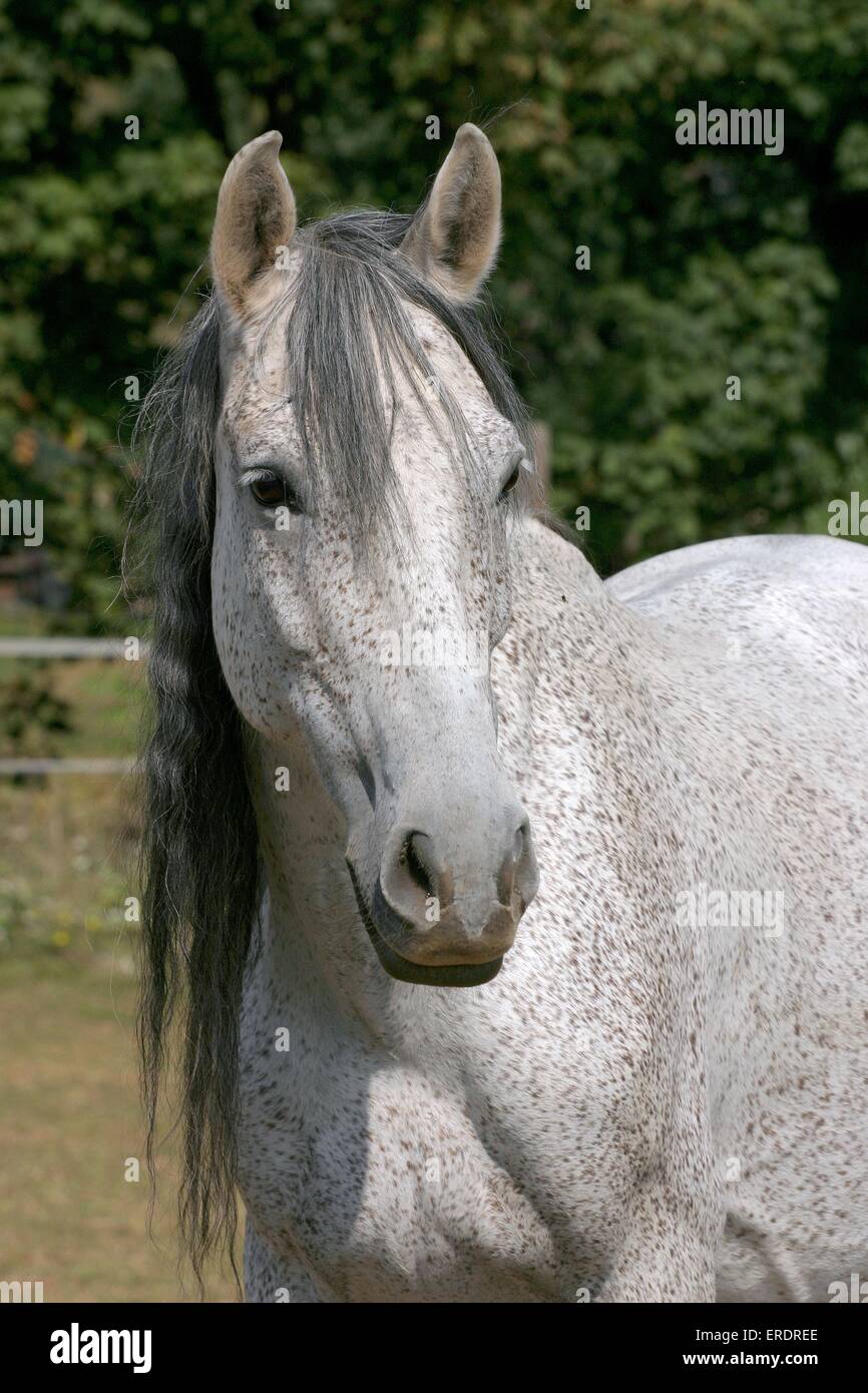 Ponys head hi-res stock photography and images - Alamy