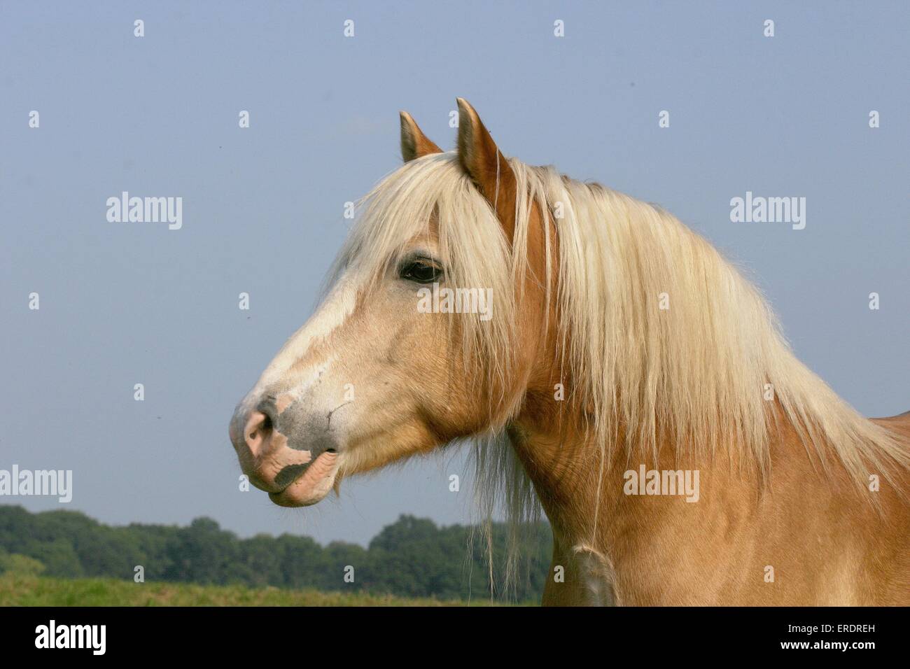 Haflinger austria hi-res stock photography and images - Alamy