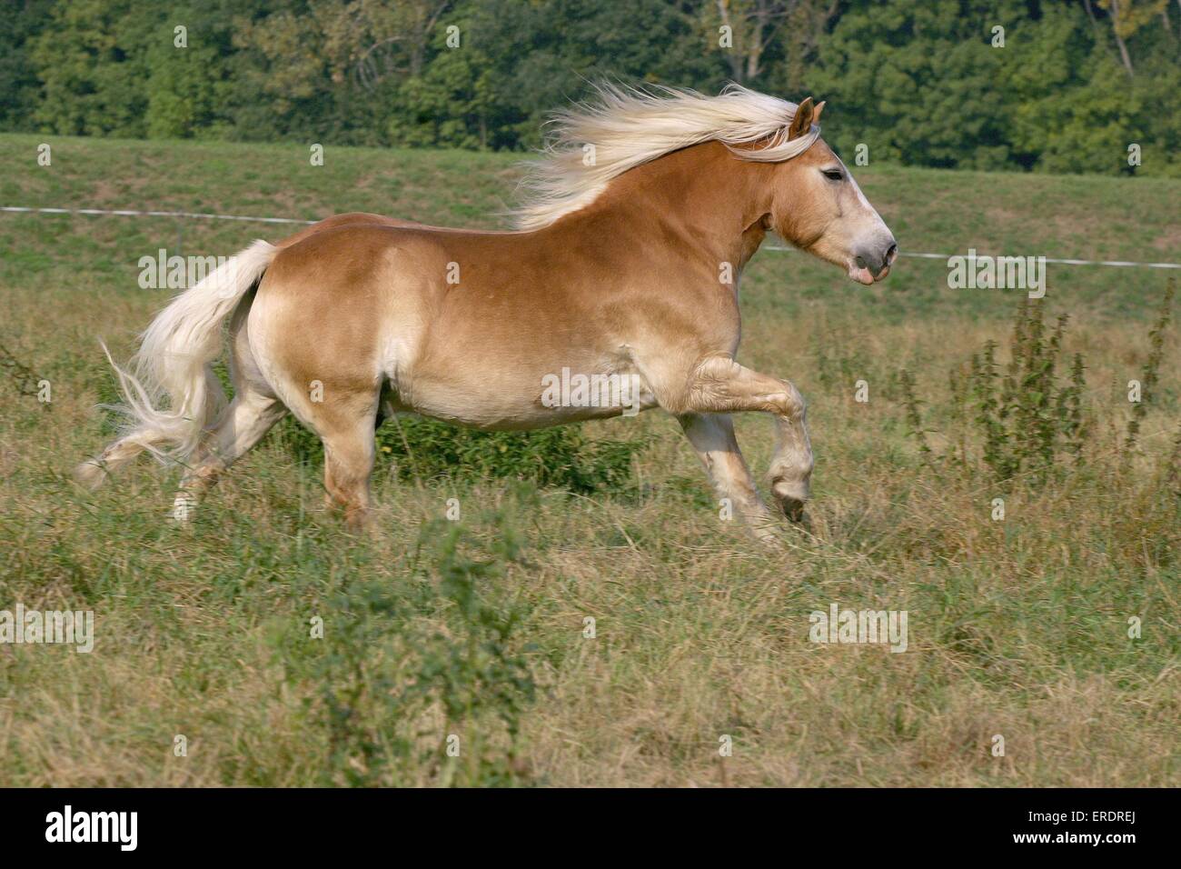 Galoping Horse High Resolution Stock Photography and Images - Alamy