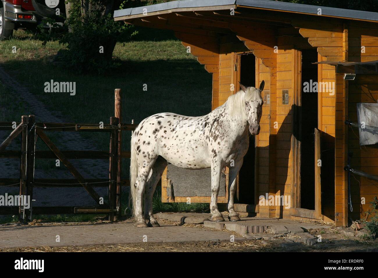 horse on stable Stock Photo - Alamy