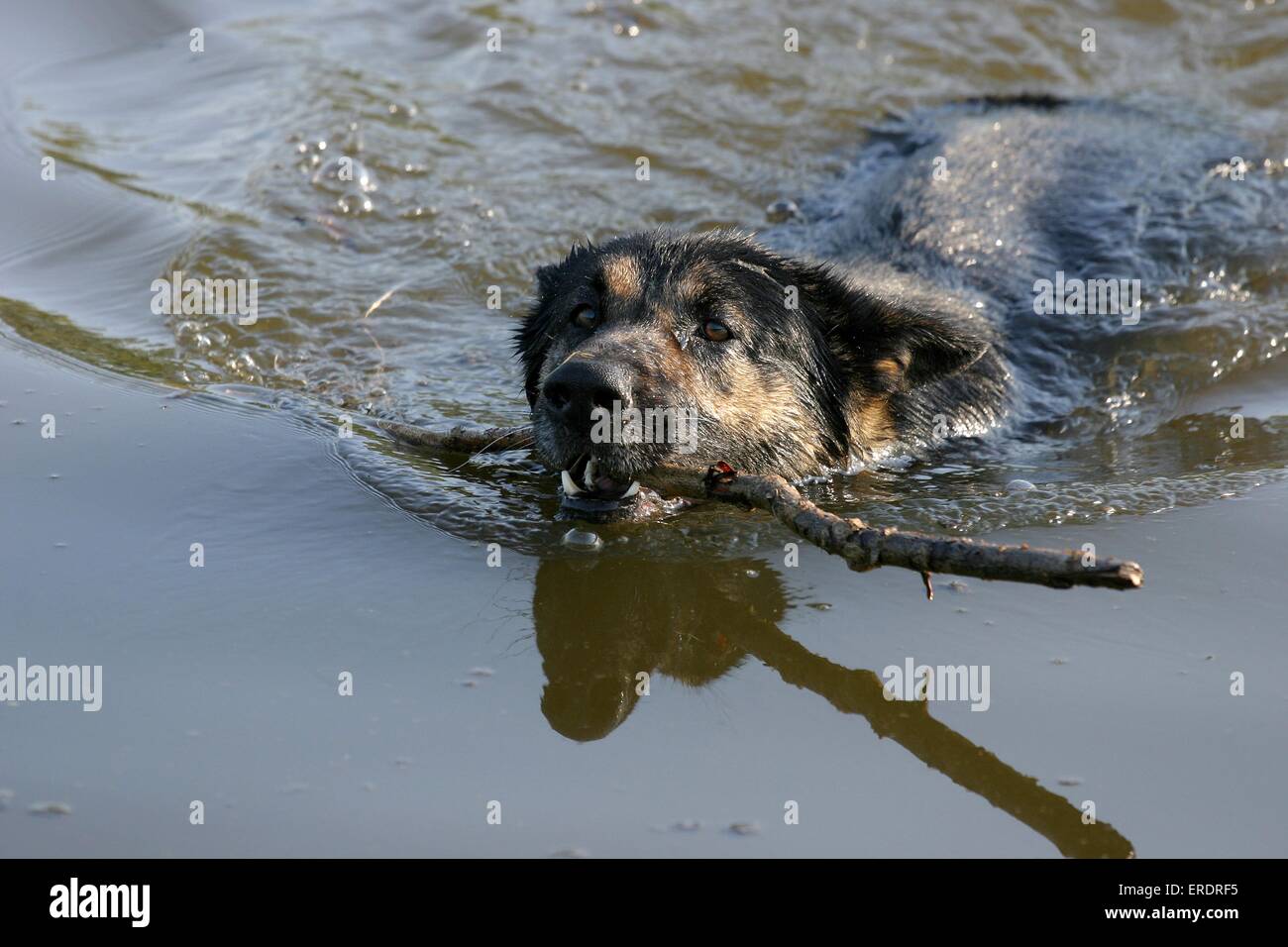 German Shepherd in water Stock Photo - Alamy
