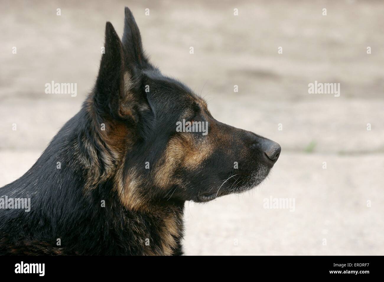Profile portrait of german shepherd dog hi-res stock photography and ...