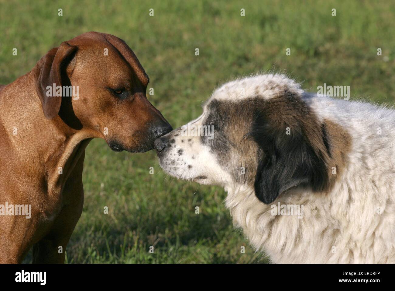 South african ridgeback hi-res stock photography and images - Alamy