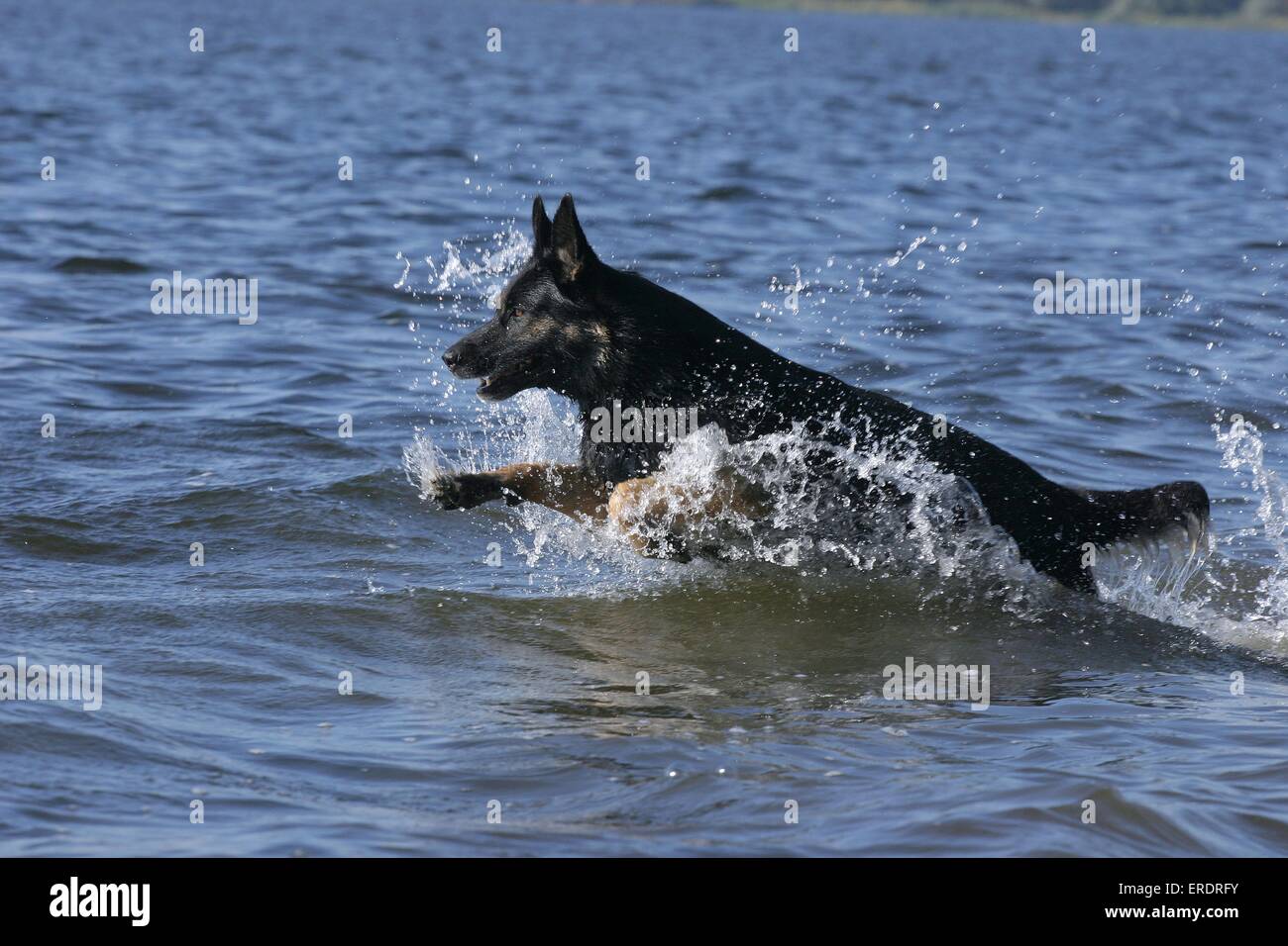 playing German Shepherd Stock Photo - Alamy