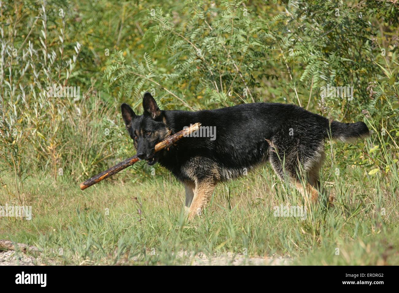 playing German Shepherd Stock Photo - Alamy