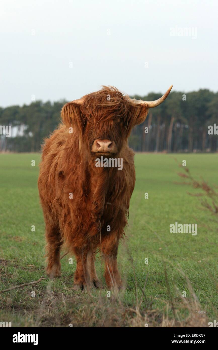 Solo highland cow hi-res stock photography and images - Alamy