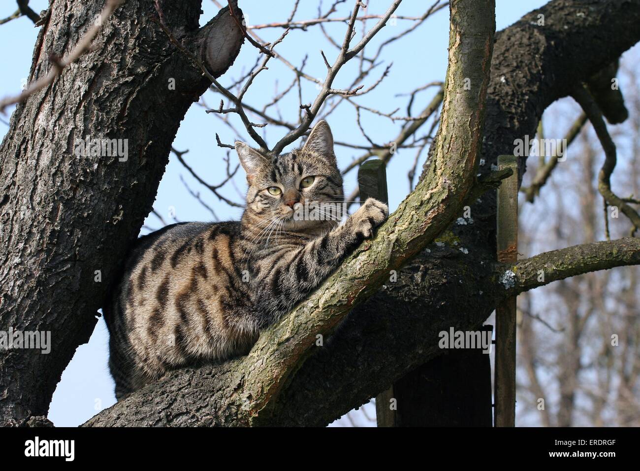 cat on tree Stock Photo - Alamy