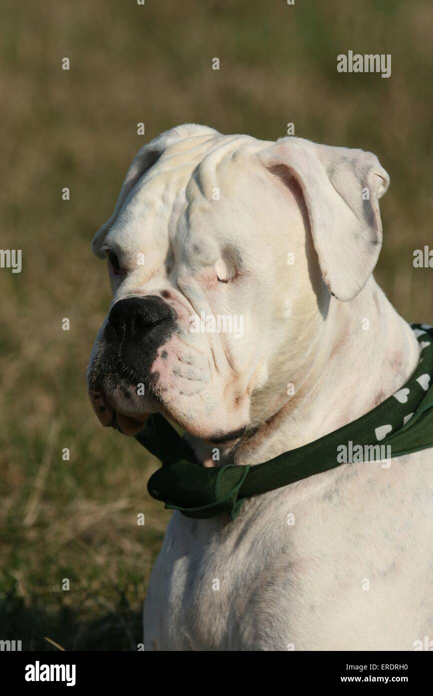 One eyed boxer hi-res stock photography and images - Alamy