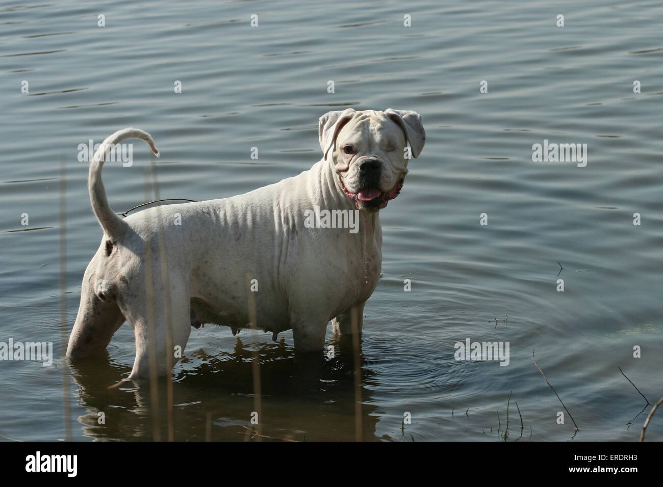One eyed boxer hi-res stock photography and images - Alamy