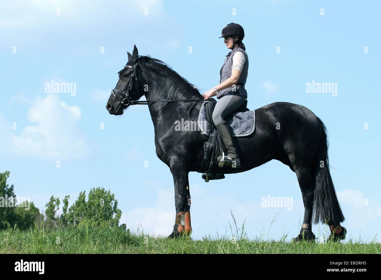 woman with Friesian Stock Photo - Alamy