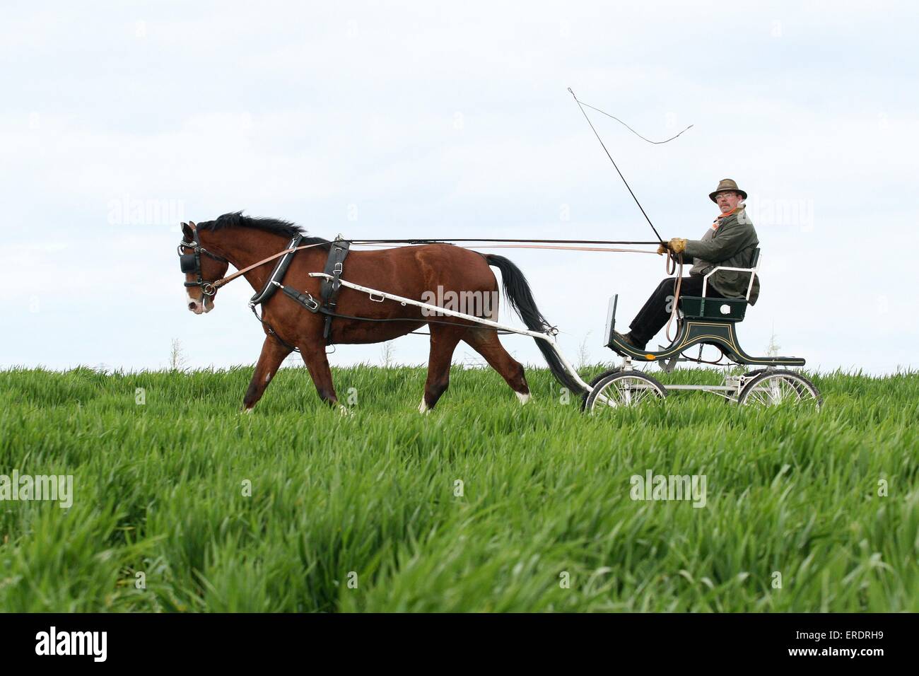 sulky Stock Photo - Alamy