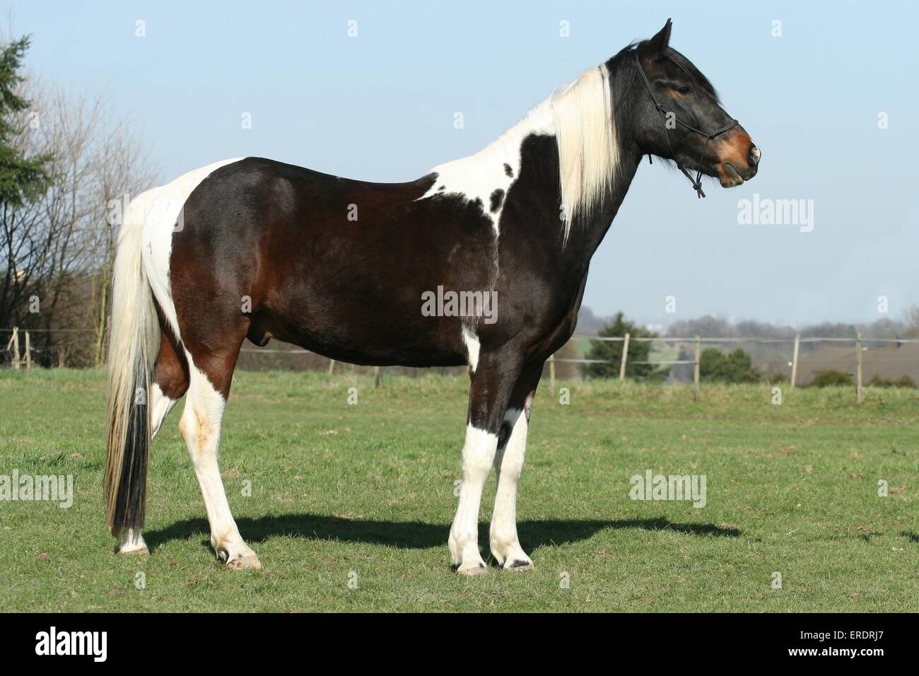 Lewitzer pony hi-res stock photography and images - Alamy