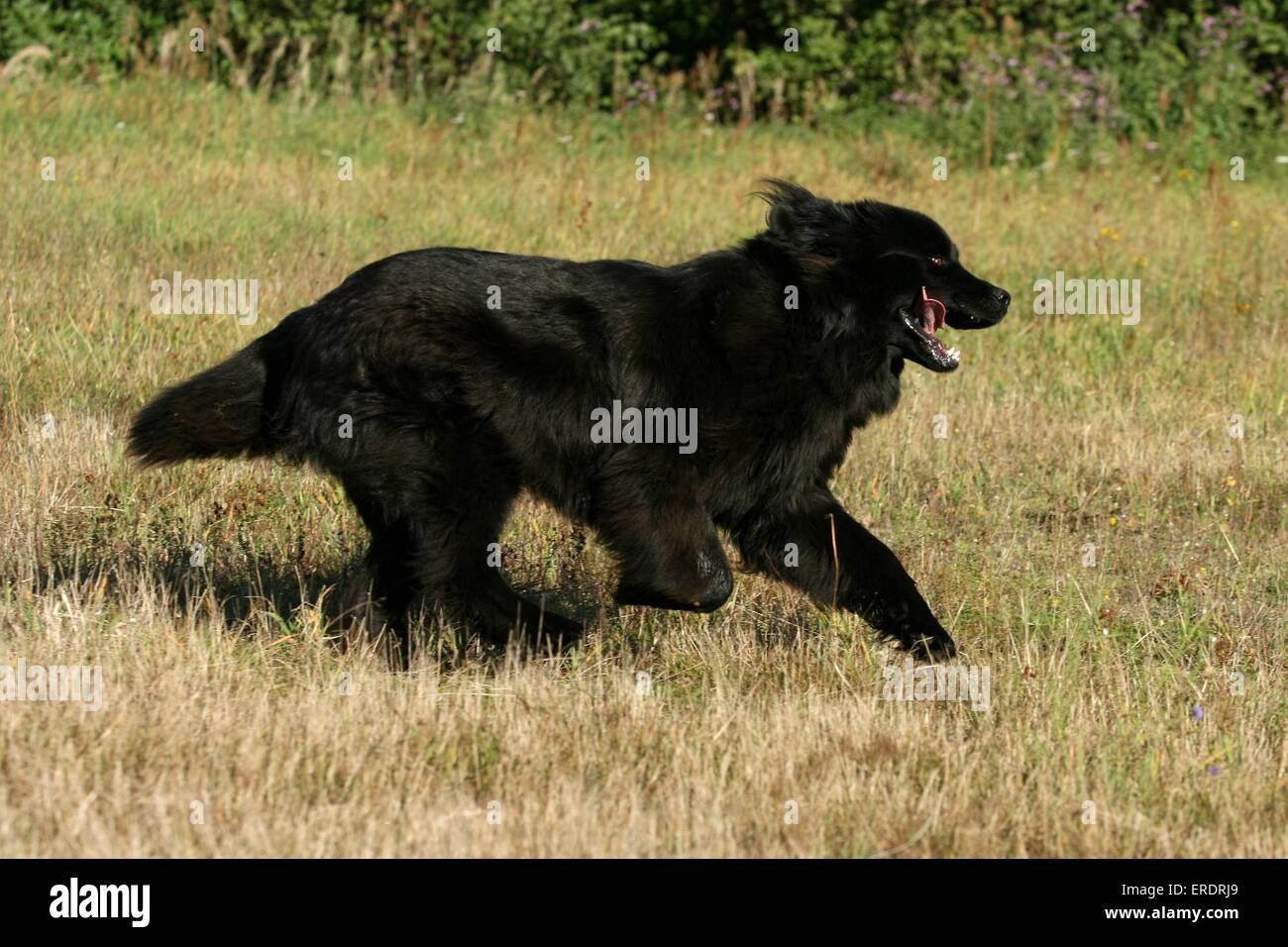 Newfoundland dog running hi-res stock photography and images - Alamy