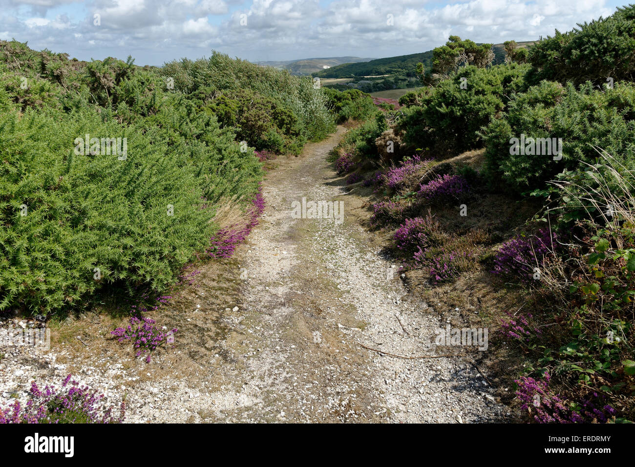 Heathland, Headon Warren, Totland, Isle of Wight, England, UK, GB Stock ...