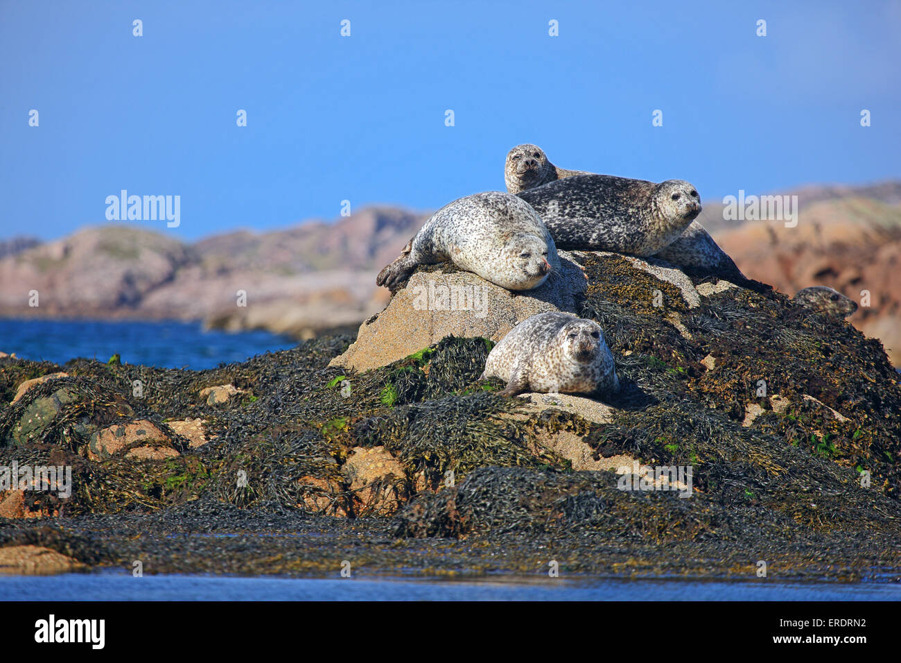 Seals scottish coast hi-res stock photography and images - Alamy