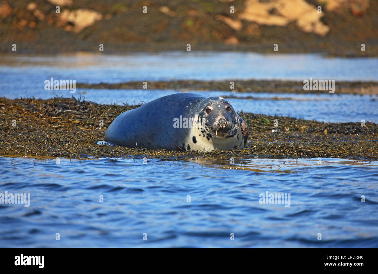Common seal a regular sight on the west coast of Scotland Stock Photo ...