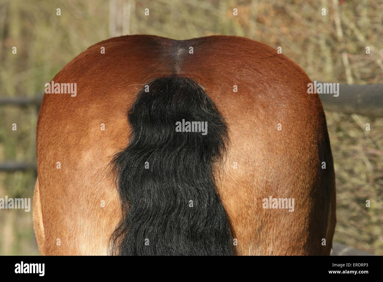 Blood tails hi-res stock photography and images - Alamy