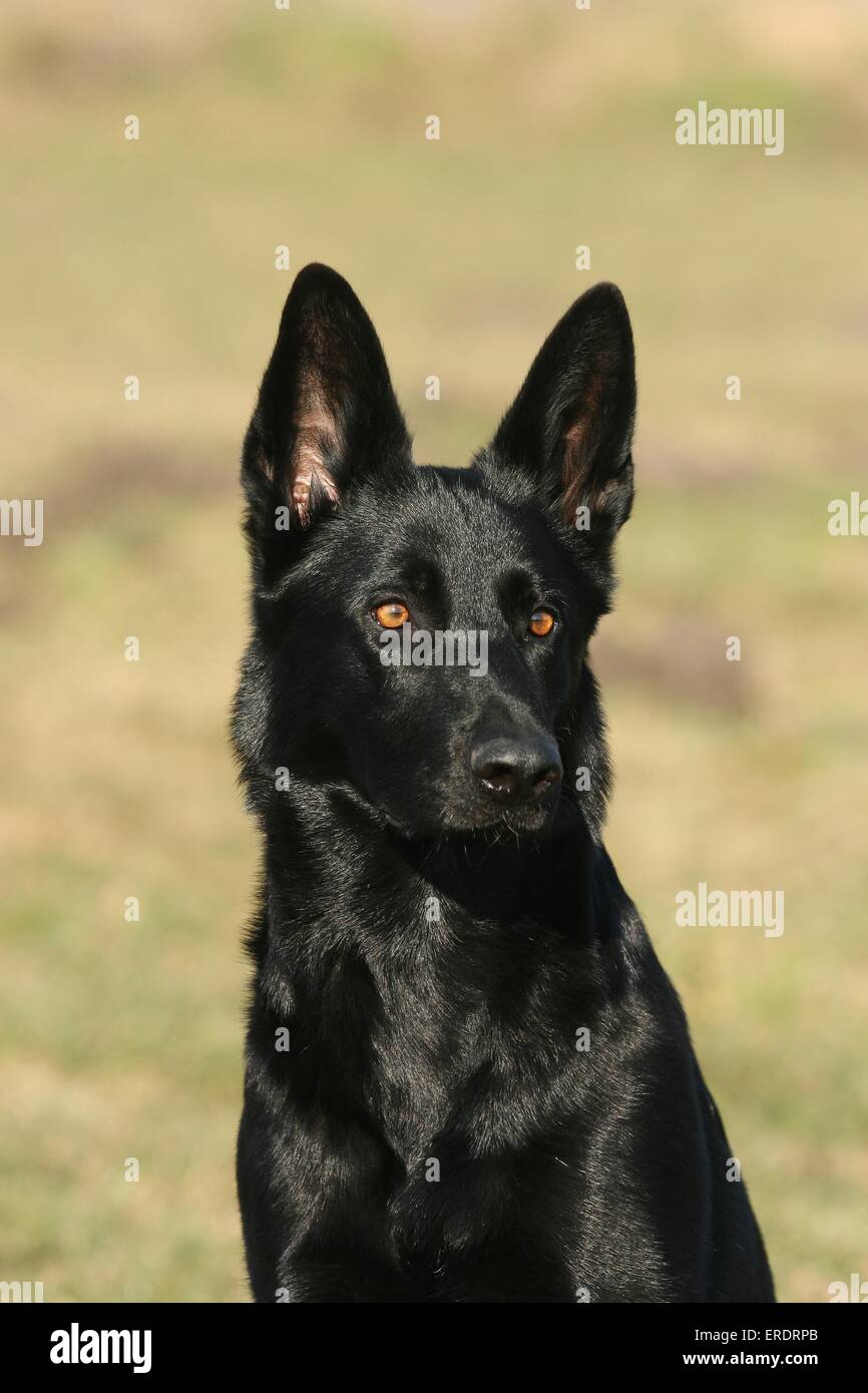 German Shepherd Portrait Stock Photo - Alamy