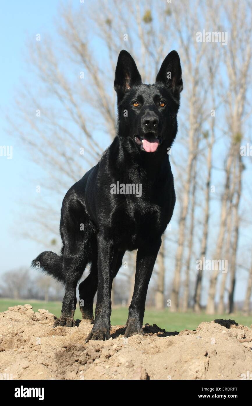 standing German Shepherd Stock Photo - Alamy