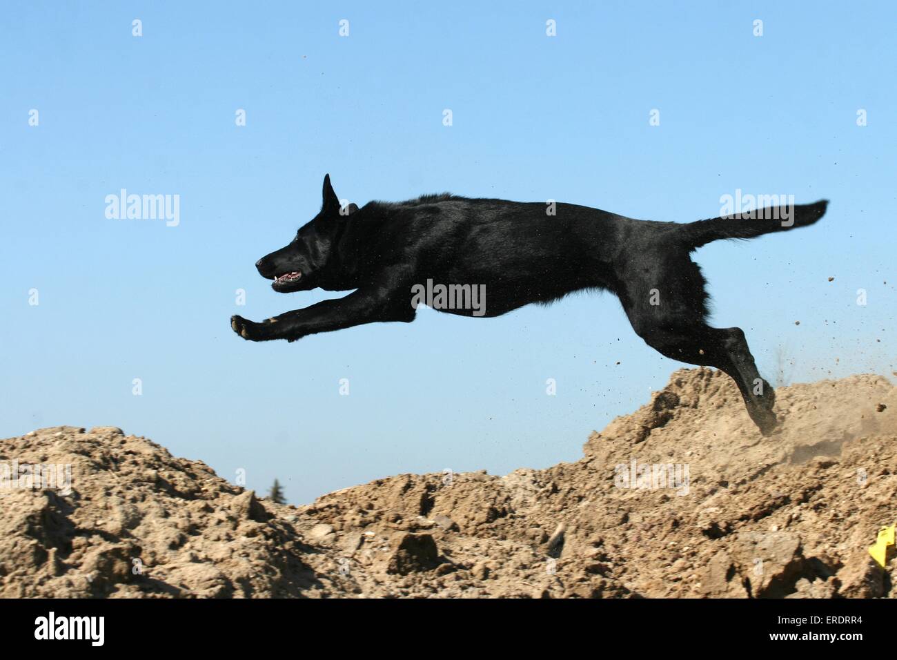 jumping German Shepherd Stock Photo - Alamy
