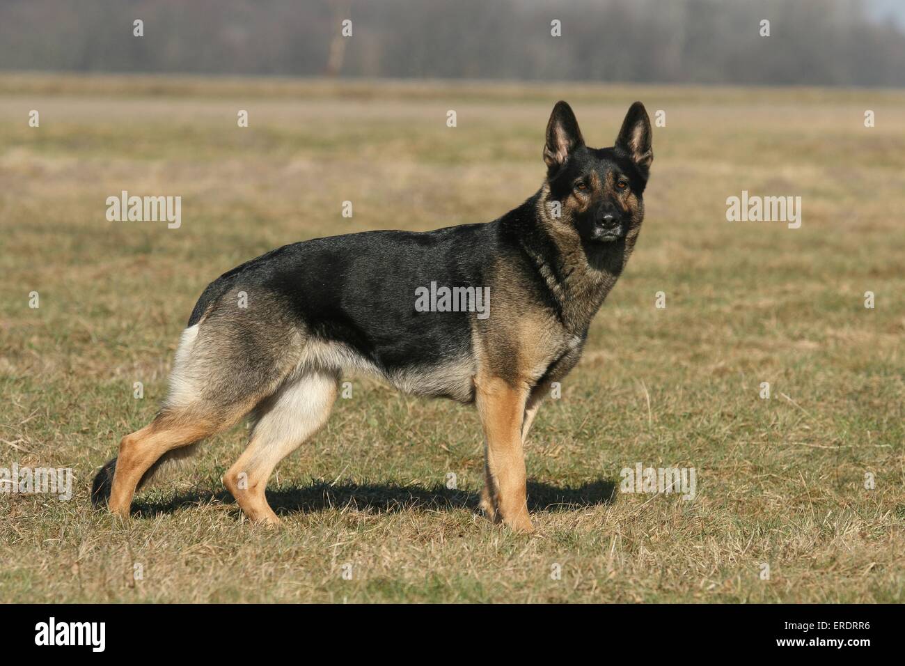 standing German Shepherd Stock Photo - Alamy