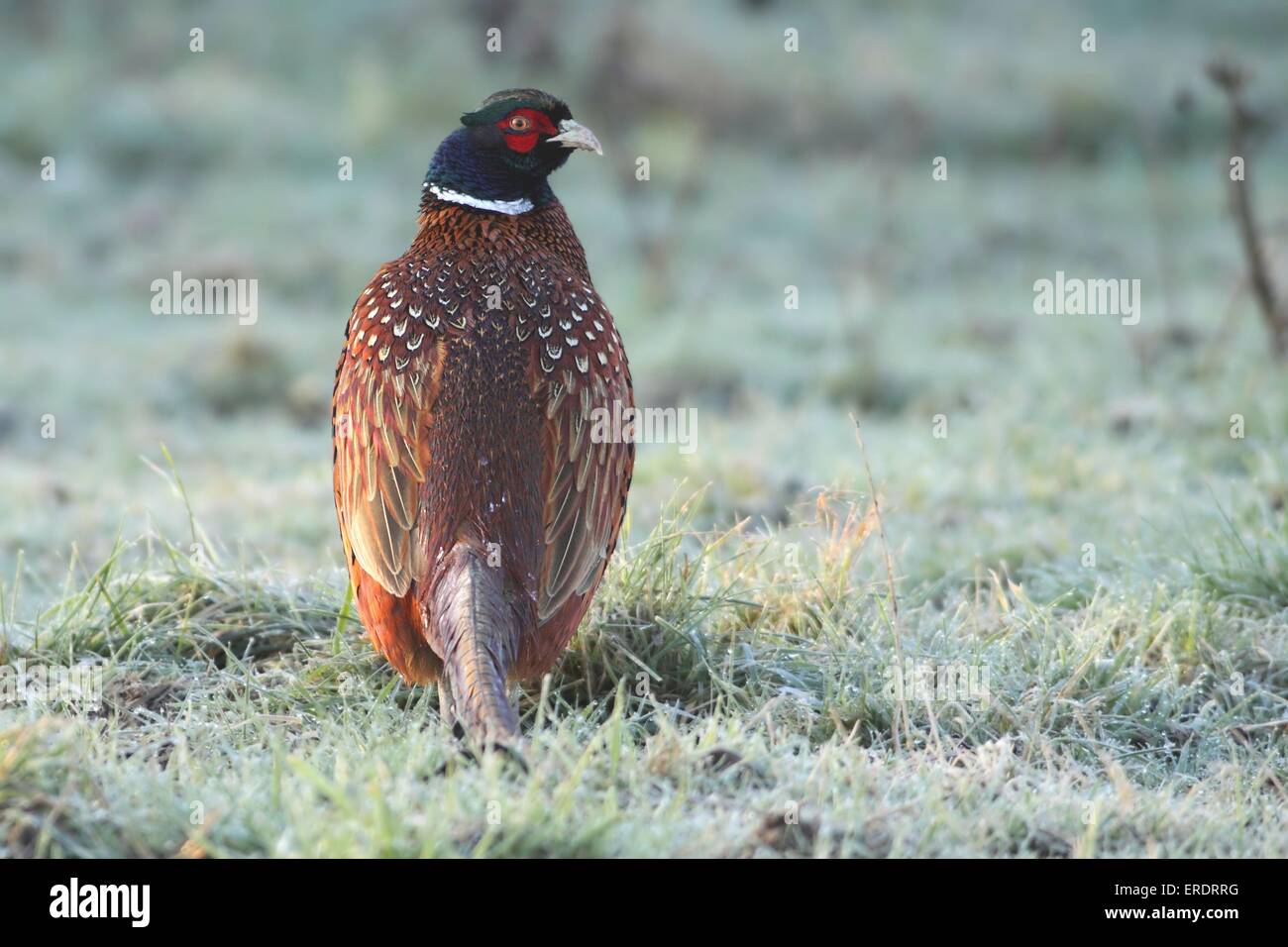 Pheasant sun hi-res stock photography and images - Alamy