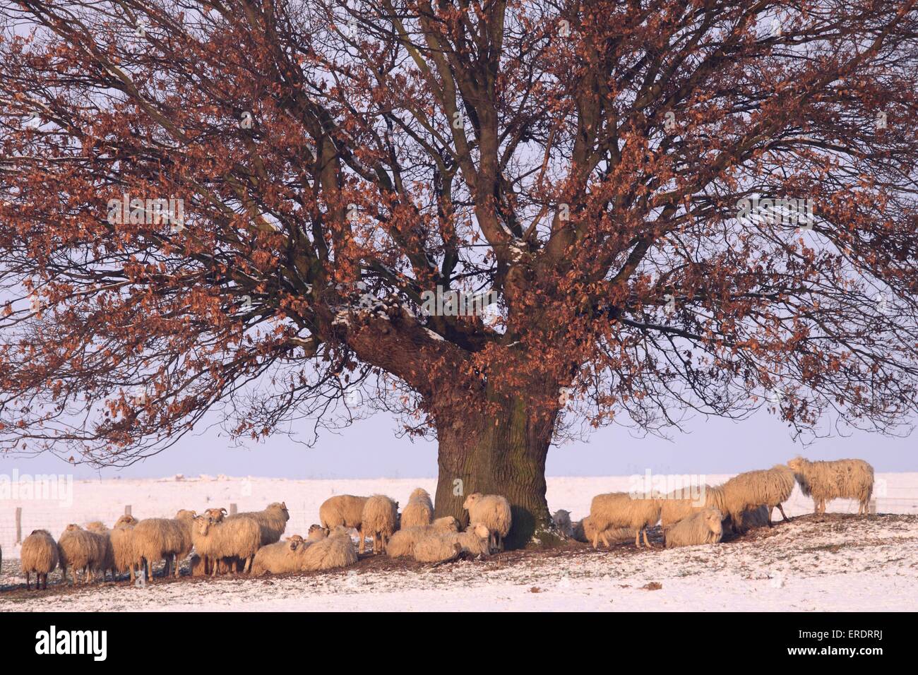 Sheep lay snow hi-res stock photography and images - Alamy