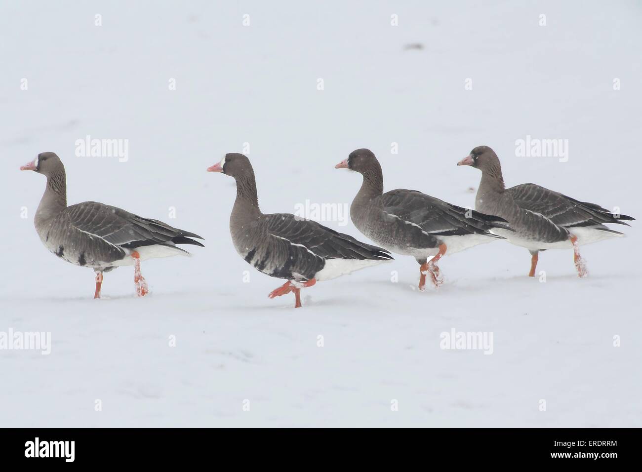 Greater snow geese hi-res stock photography and images - Alamy