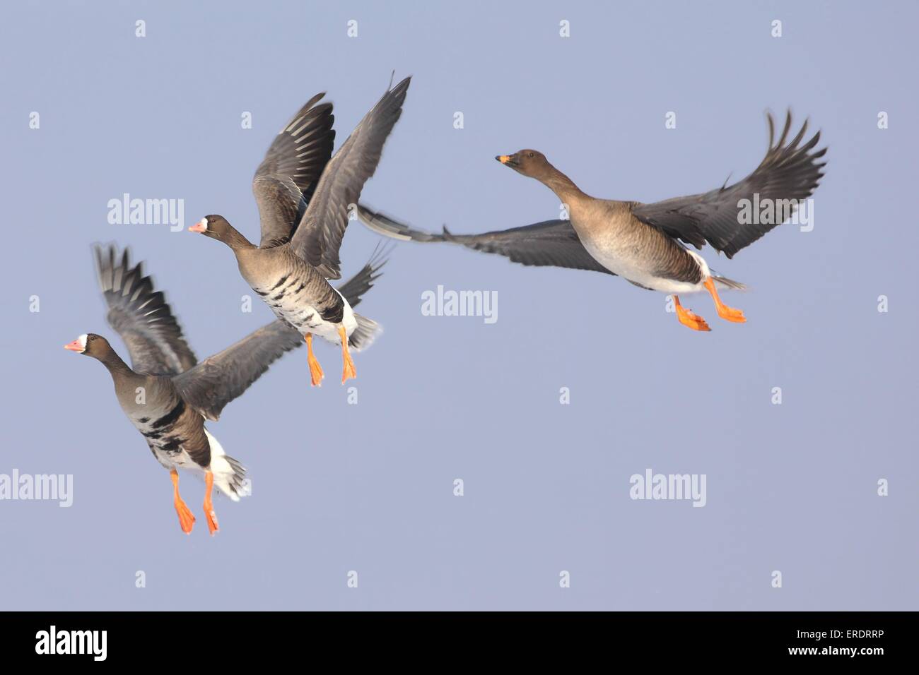 Geese flying side view hi-res stock photography and images - Alamy
