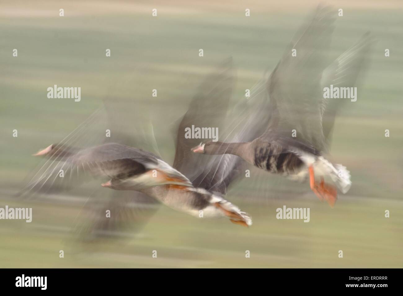Flying white geese hi-res stock photography and images - Alamy