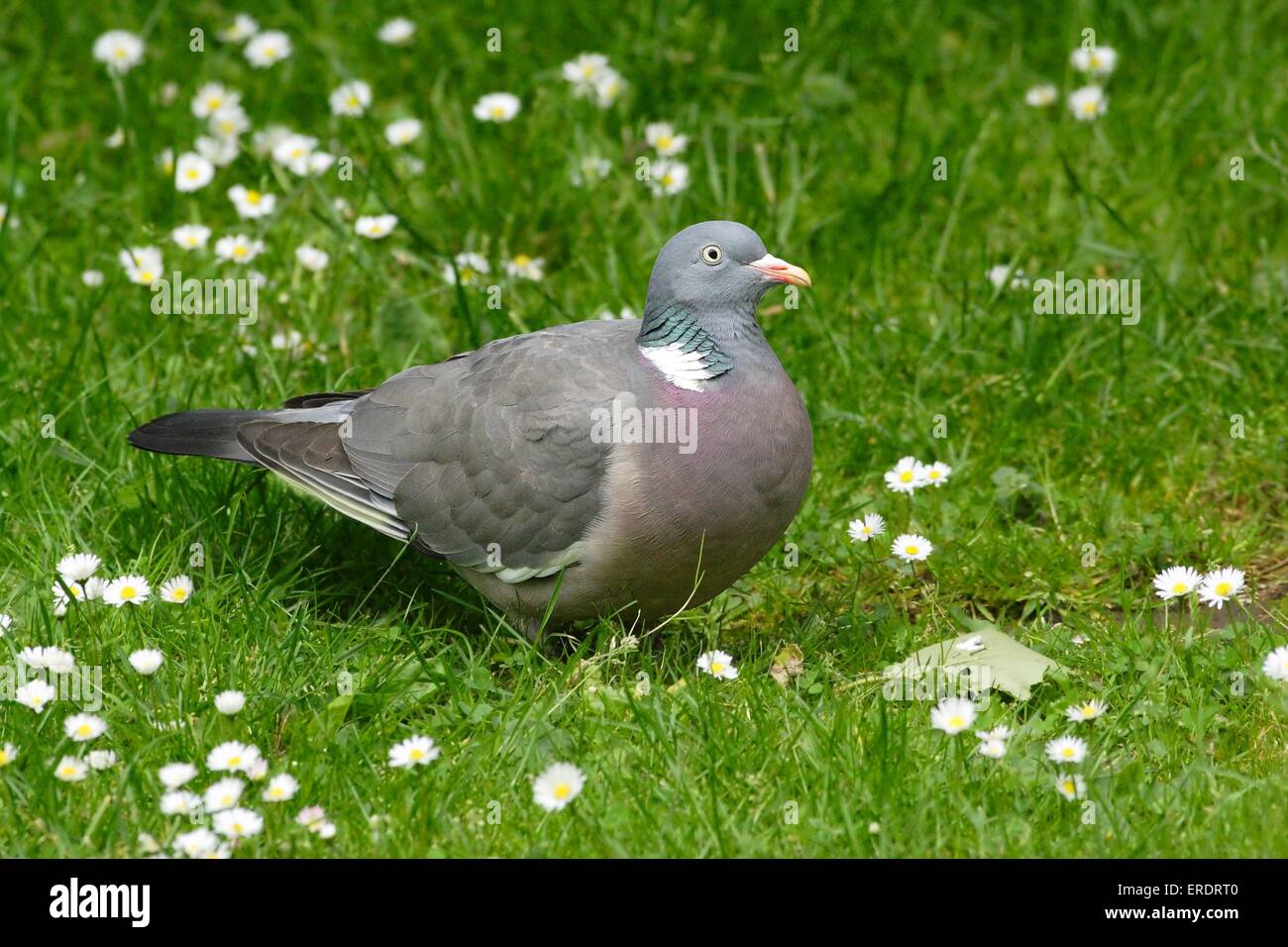 Culver culvers bird birds hi-res stock photography and images - Alamy