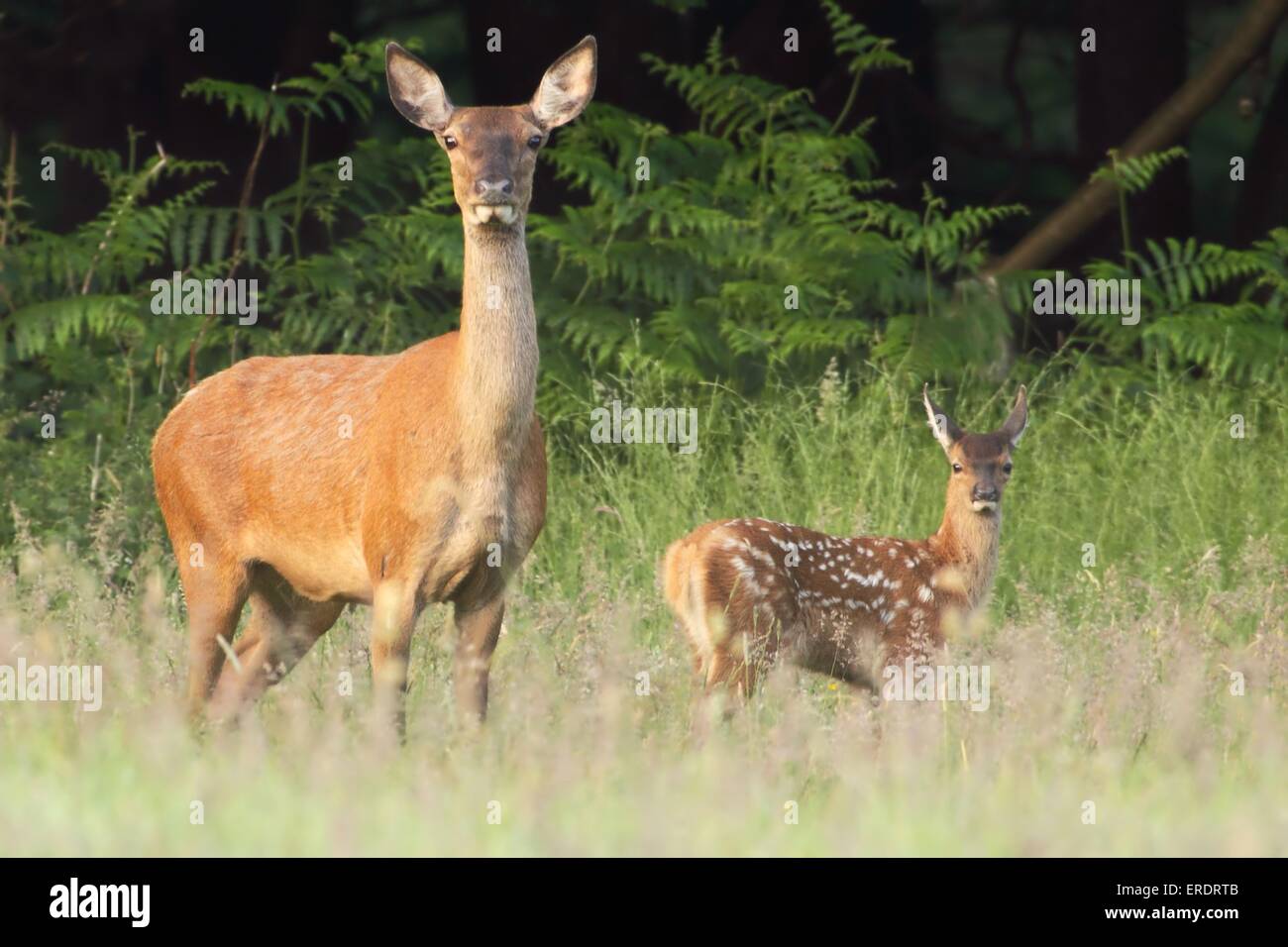 Red deer fawns hi-res stock photography and images - Alamy