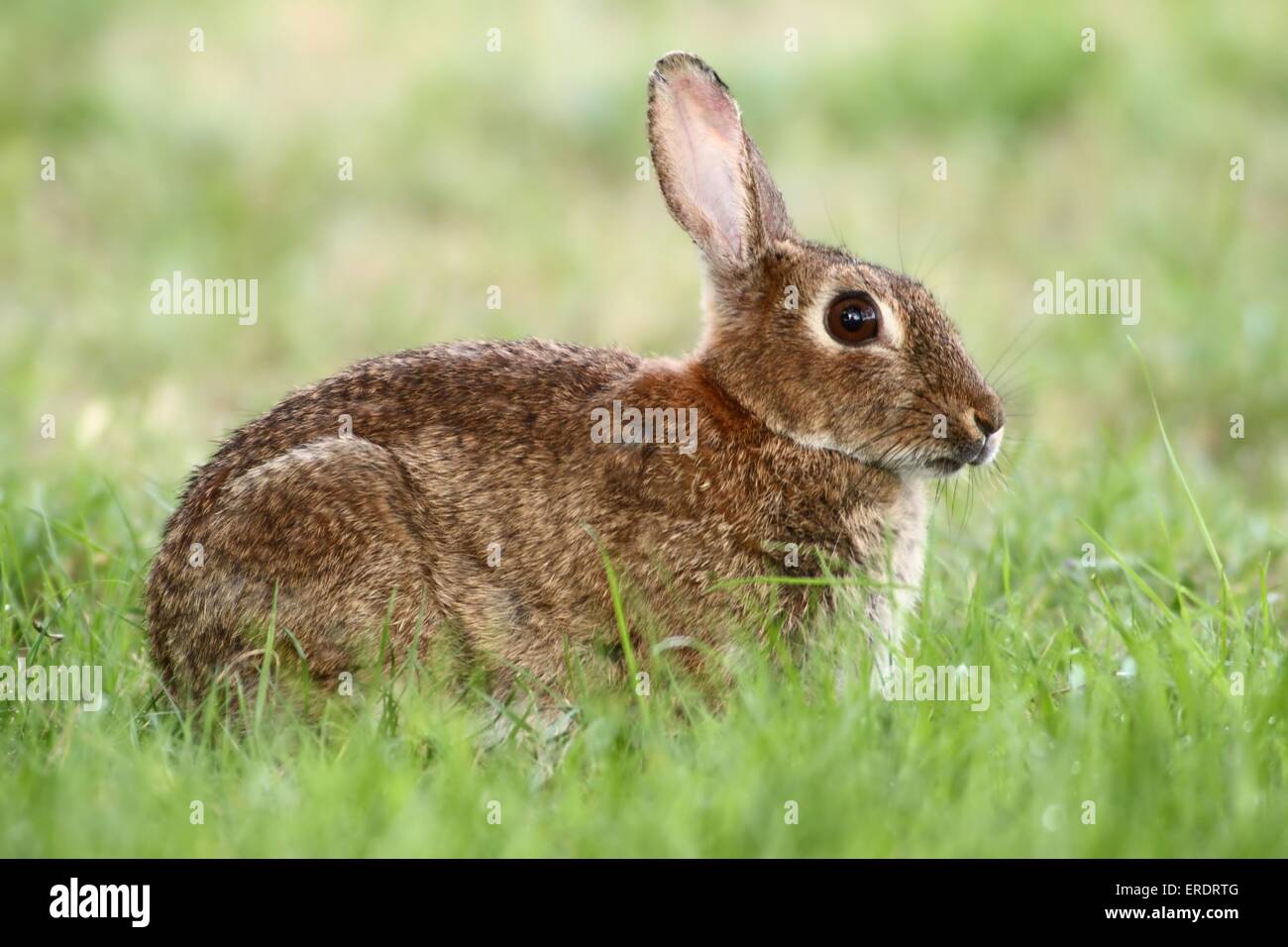Hare greenfield hi-res stock photography and images - Alamy