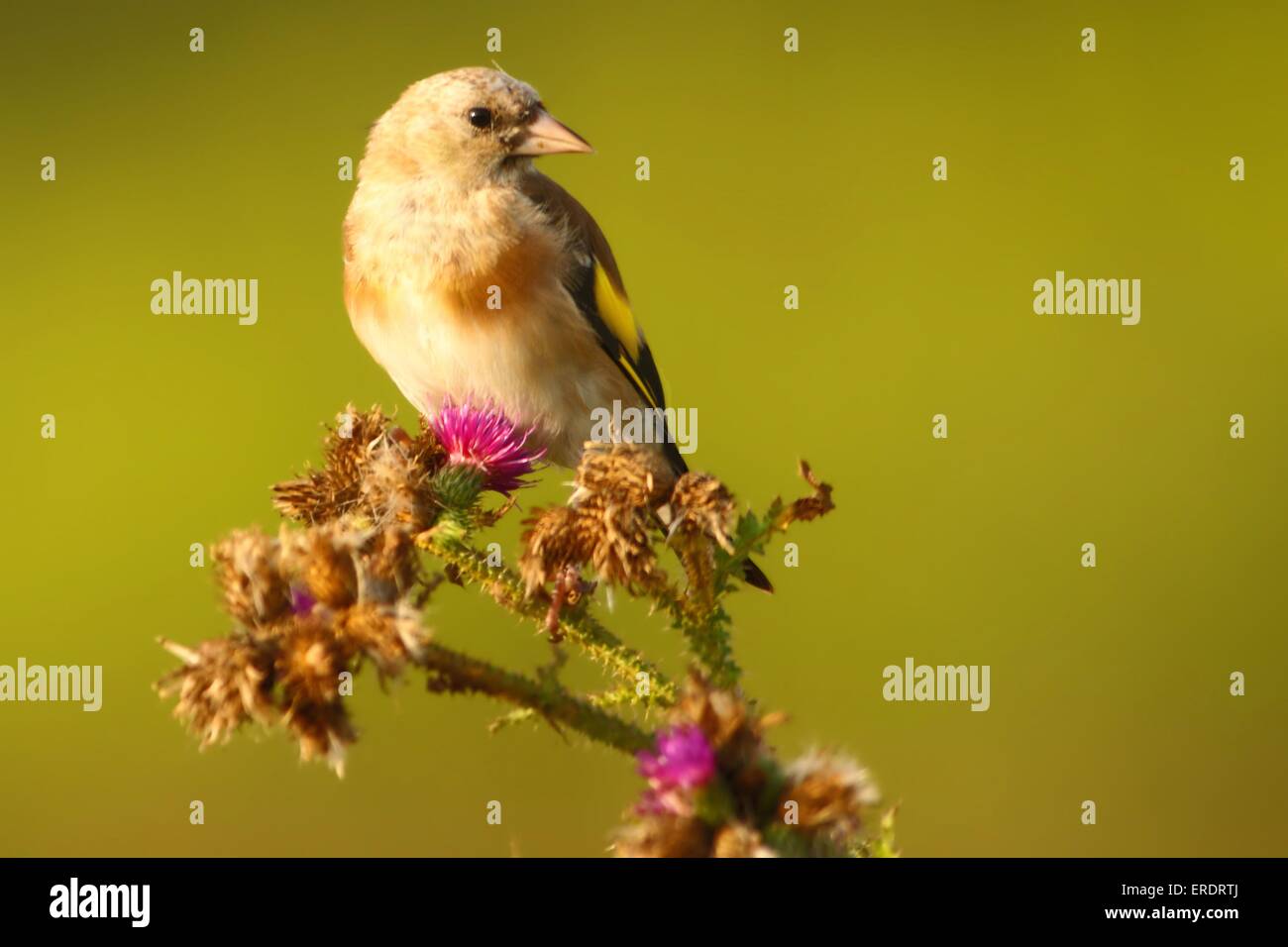 Goldfinch landscape format hi-res stock photography and images - Alamy