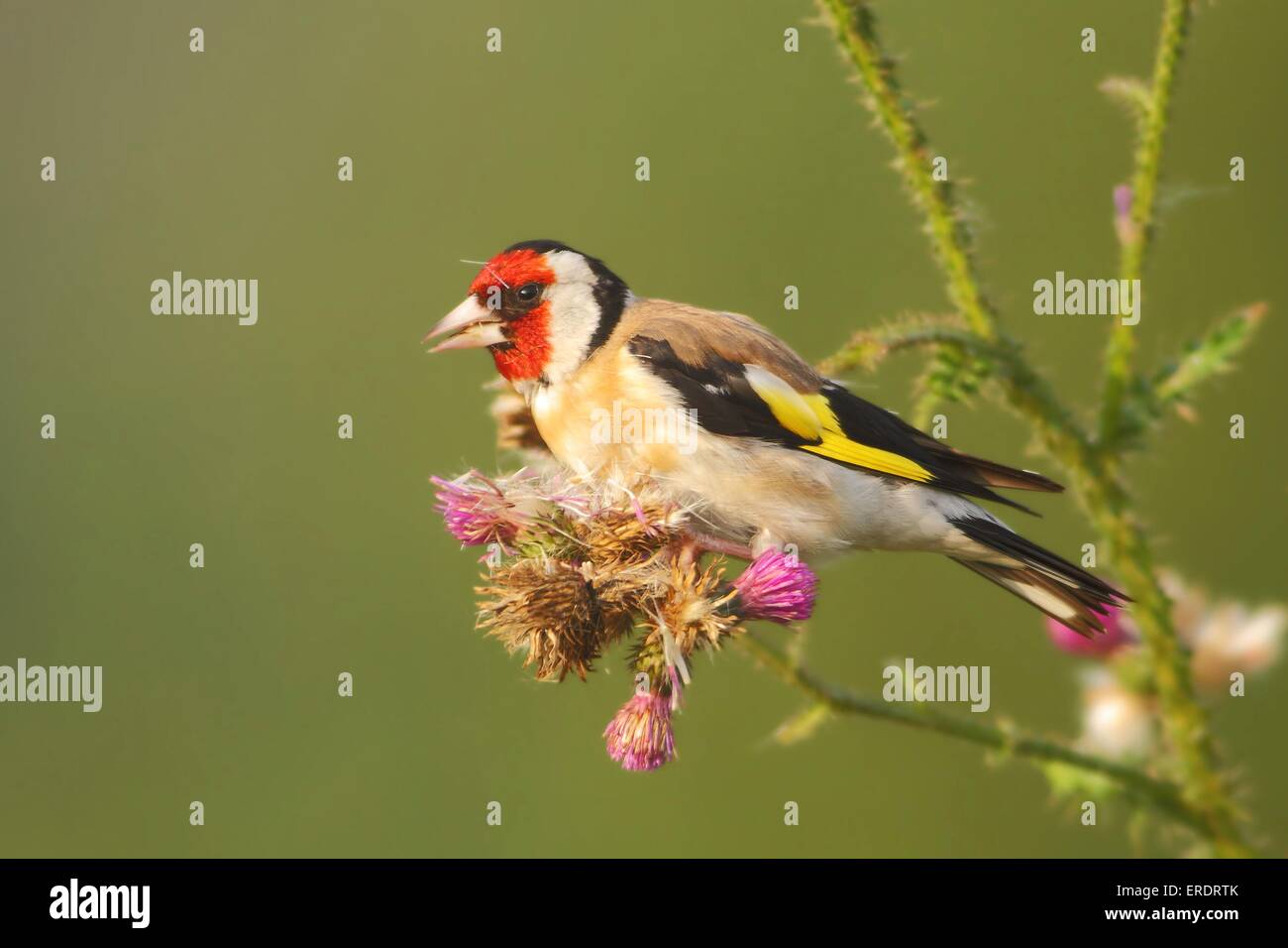 Adult male goldfinches hi-res stock photography and images - Alamy