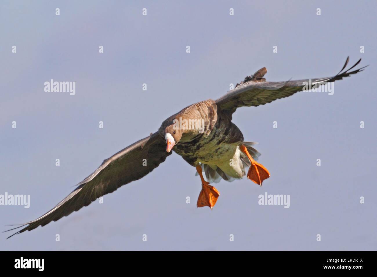 Flying white fronted goose hi-res stock photography and images - Alamy